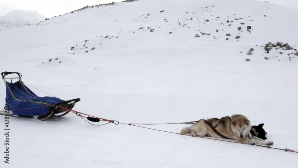 Sled dog team husky Eskimo rest on white snowy road of North Pole in ...