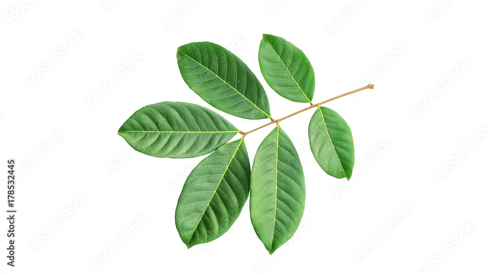 Rambutan Tree Leaf