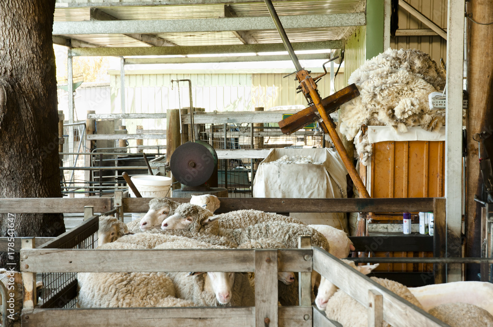 Sheep Shearing Enclosure Stock Photo | Adobe Stock
