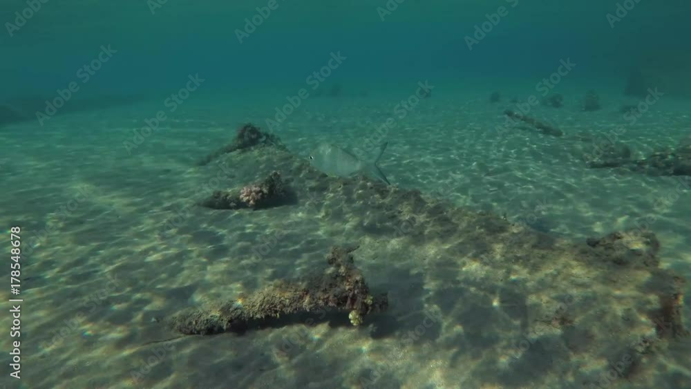 Strong-spined Silver-biddy (Gerres longirostris) swims on the wreck ...