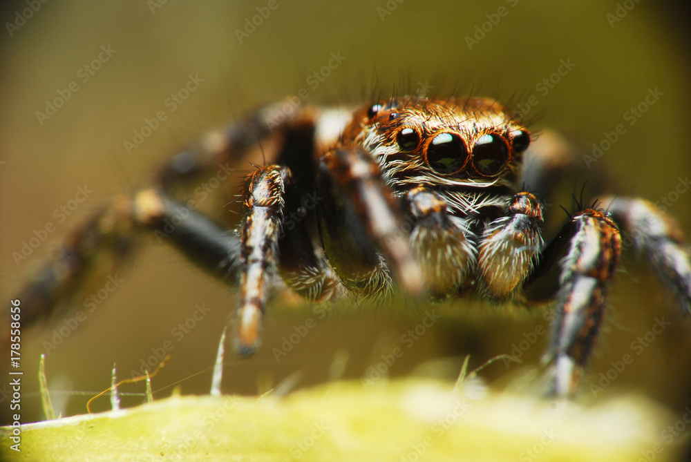 Jumping spider close up. Macro photography. Portrait of spider Stock ...