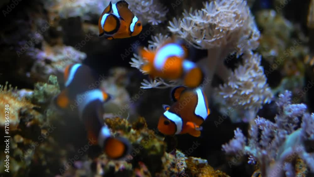 Vidéo Stock Nemo clown fish in the anemone on the colorful healthy ...