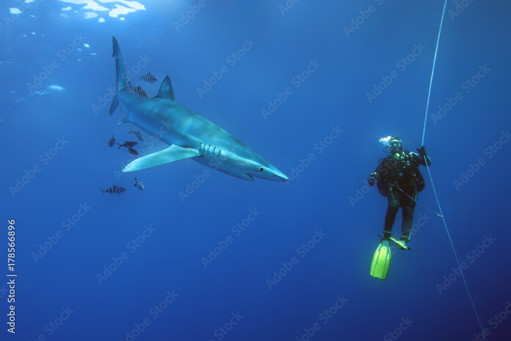 The blue shark (Prionace glauca) in the ocean blue with the diver Stock ...