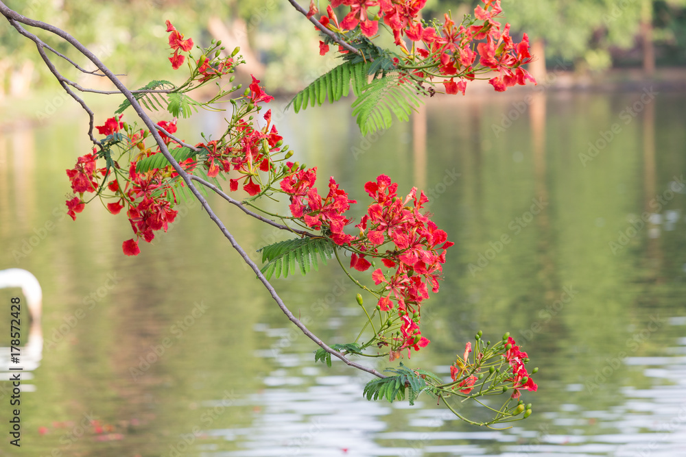 Red Peacock Flower blooming in nature background.(Caesalpinia ...