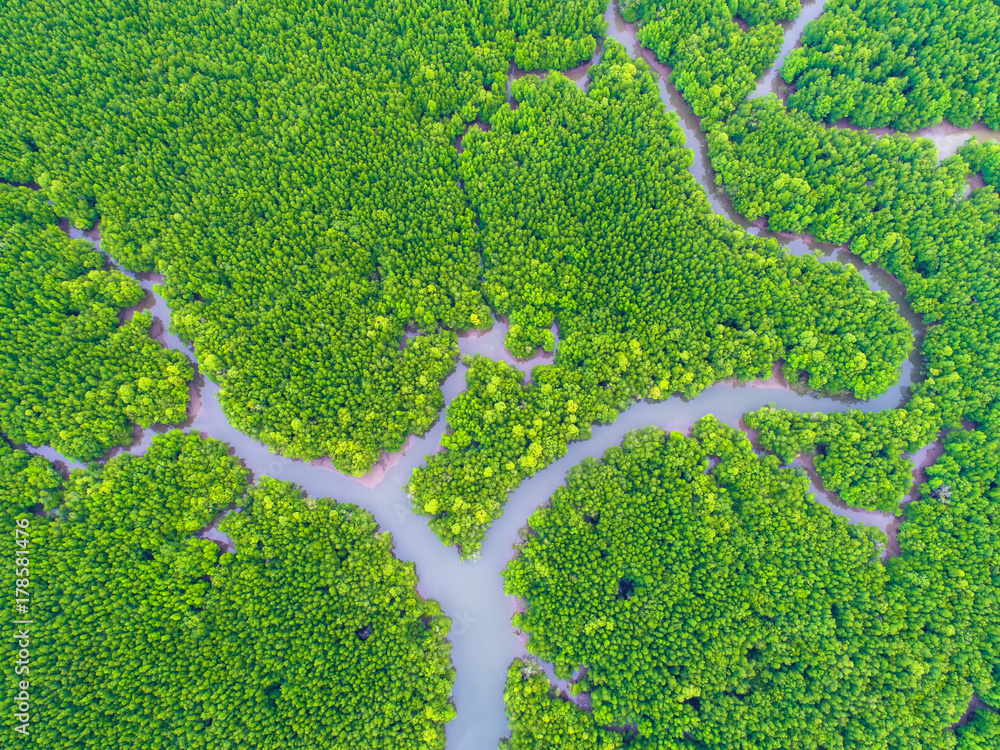 top view tree, beautiful background ,aerial view , mangrove forest ...