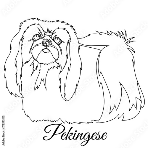 Free Pekingese Coloring Pages