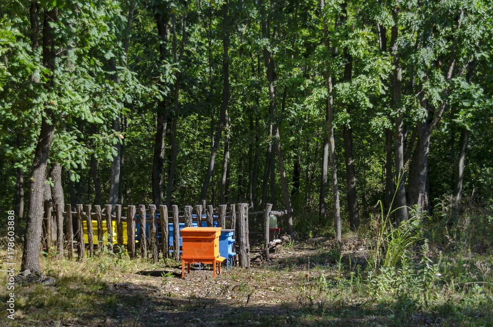 View toward apiary with bee hive and watering trough in the field at ...