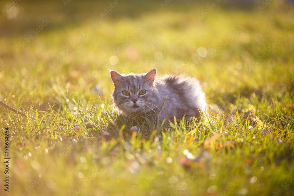 Fluffy Light Gray Cat