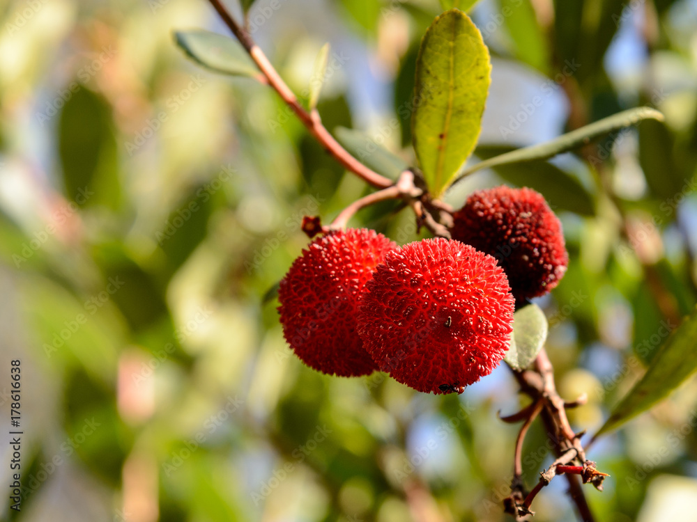 Arbutus unedo, el madroño, es una especie de arbusto perteneciente al ...