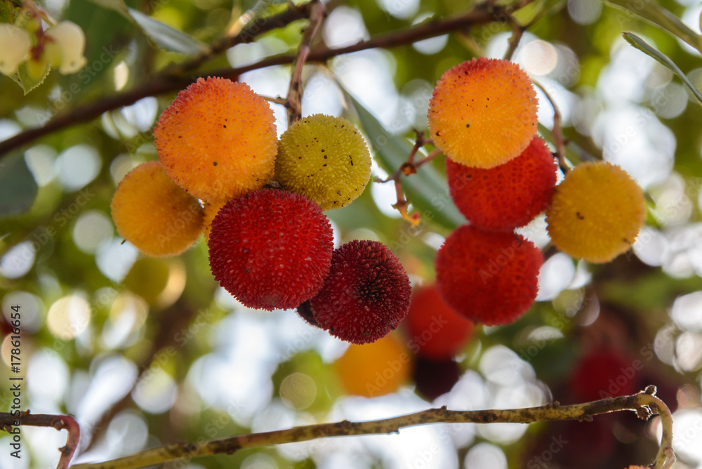 Arbutus unedo, el madroño, es una especie de arbusto perteneciente al ...