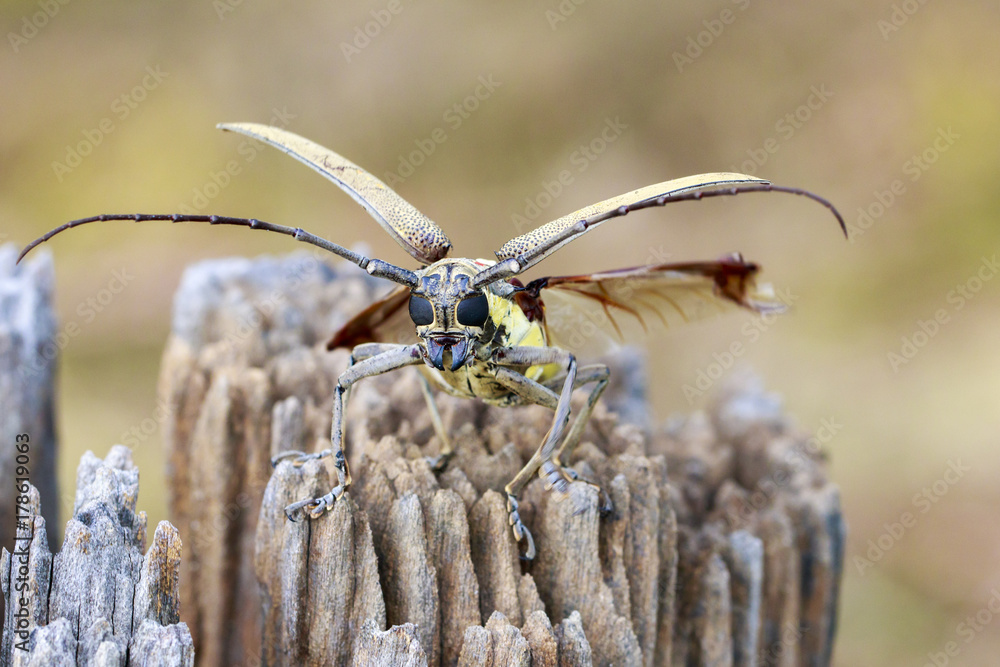 Image of Spotted Mango Borer(Batocera numitor) on a stump.Beetles ...