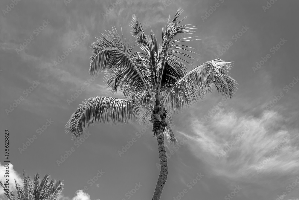 Image Looking Up At Palm Tree With Sun Rays Shining Through Sunlight Shining Through Palm Tree