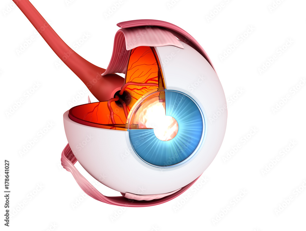 Eye anatomy - inner structure, Medically accurate 3D illustration ...