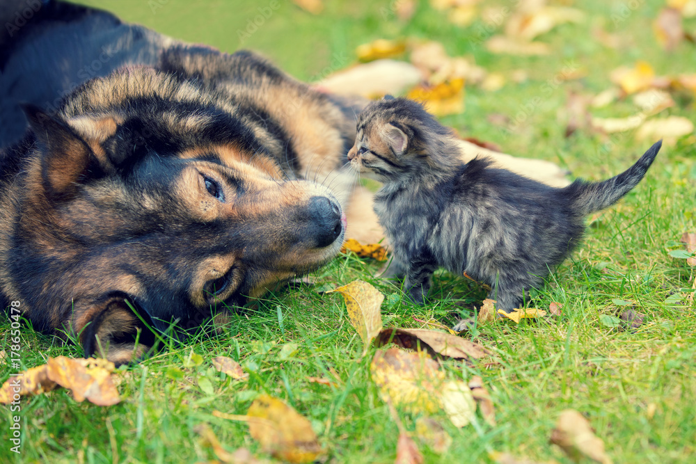 Dogs and little kittens are best friends playing together outdoors ...