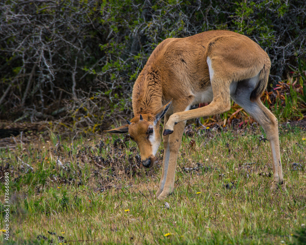 A cute baby Bontebok antelope calf scratches the side of its head with ...