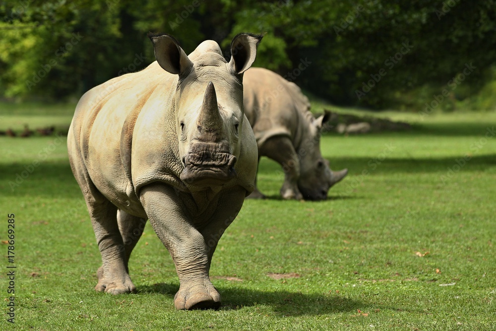 White rhinoceros in the beautiful nature looking habitat. Wild animals ...