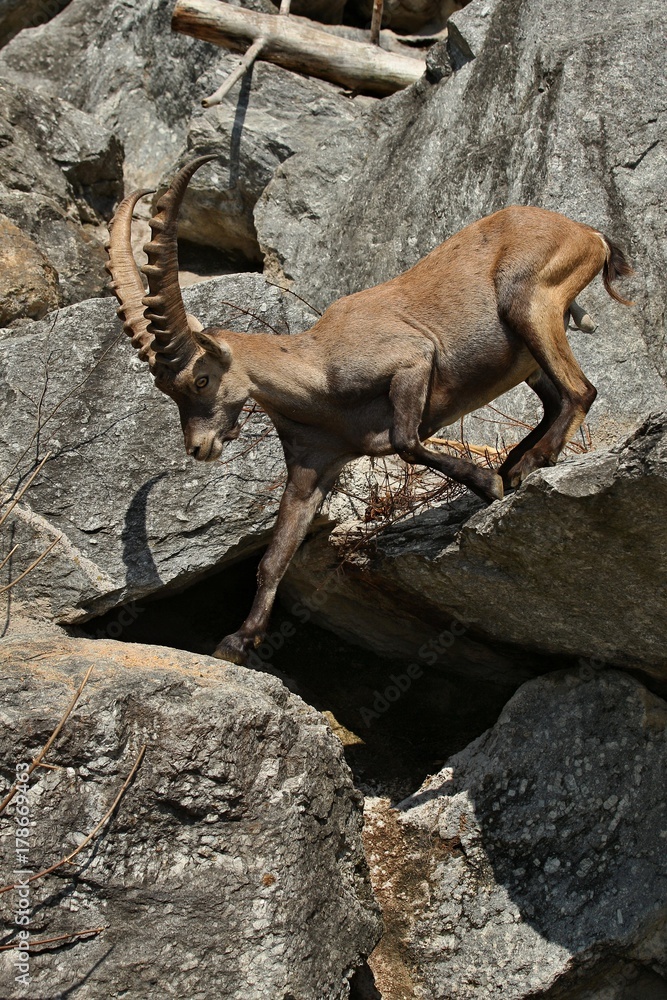Ibex fight in the rocky mountain area. Wild animals in capitivity ...