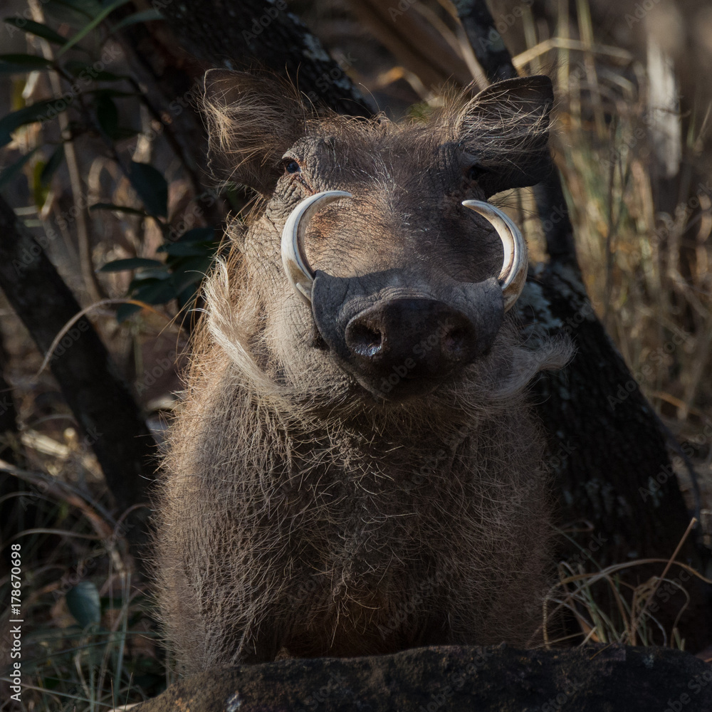 Portrait of female warthog peeking through big tusks Stock Photo ...