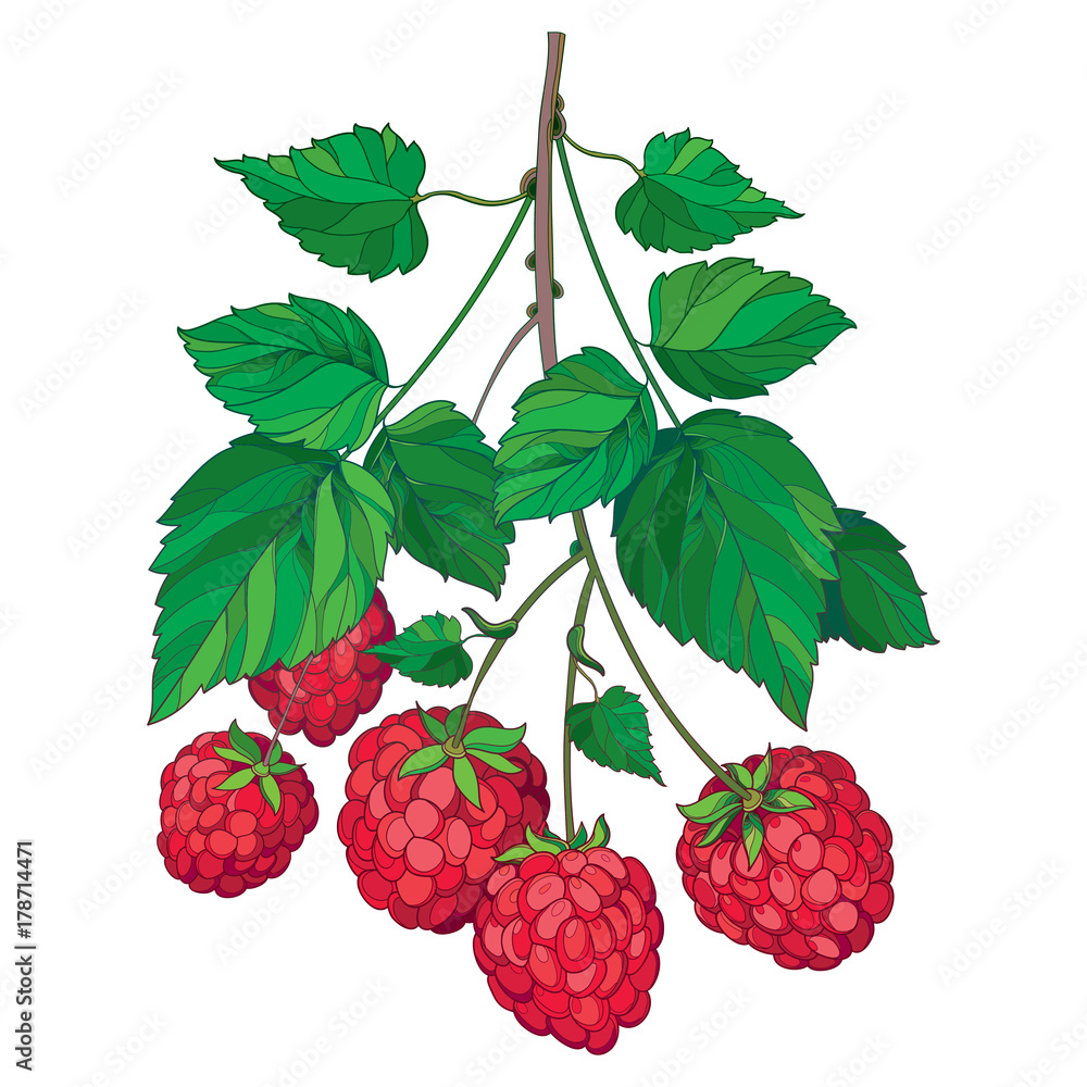 Vector bunch with outline Raspberry or Rubus with red berry and green ...