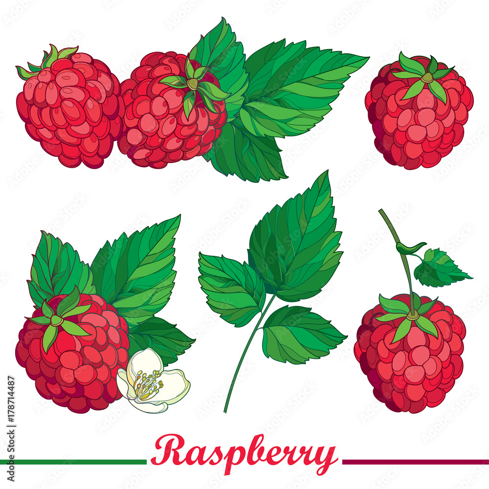 Vector Composition With Outline Raspberry Or Rubus Red Berry And Green Leaves Isolated On White