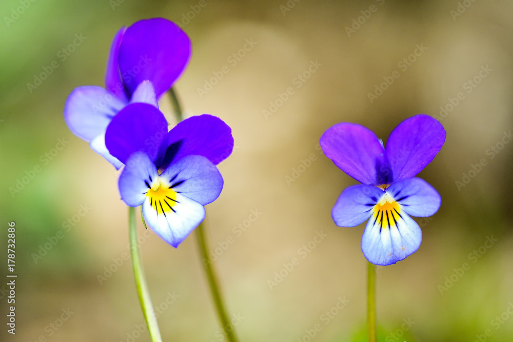 Wild pansy (Viola tricolor) flower. Close-up of a flower from a Viola ...