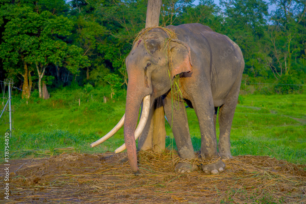 Beautiful elephant chained in a wooden pillar at outdoors, in Chitwan ...