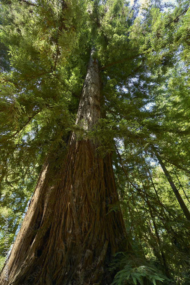 the majestic trees of the Sequoia forest near Santa Cruz, California ...