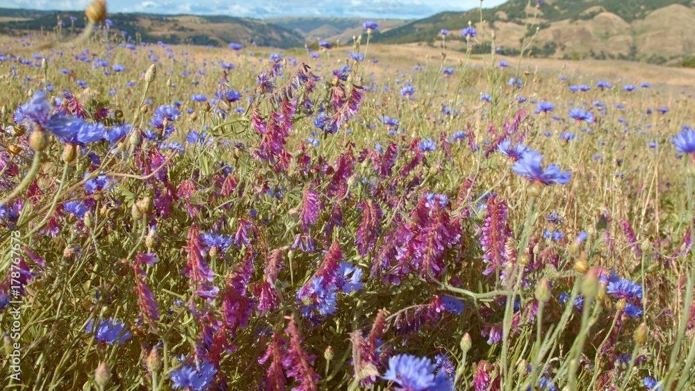 Purple flowers hairy vetch woolly vetch Rowena Crest Columbia River ...