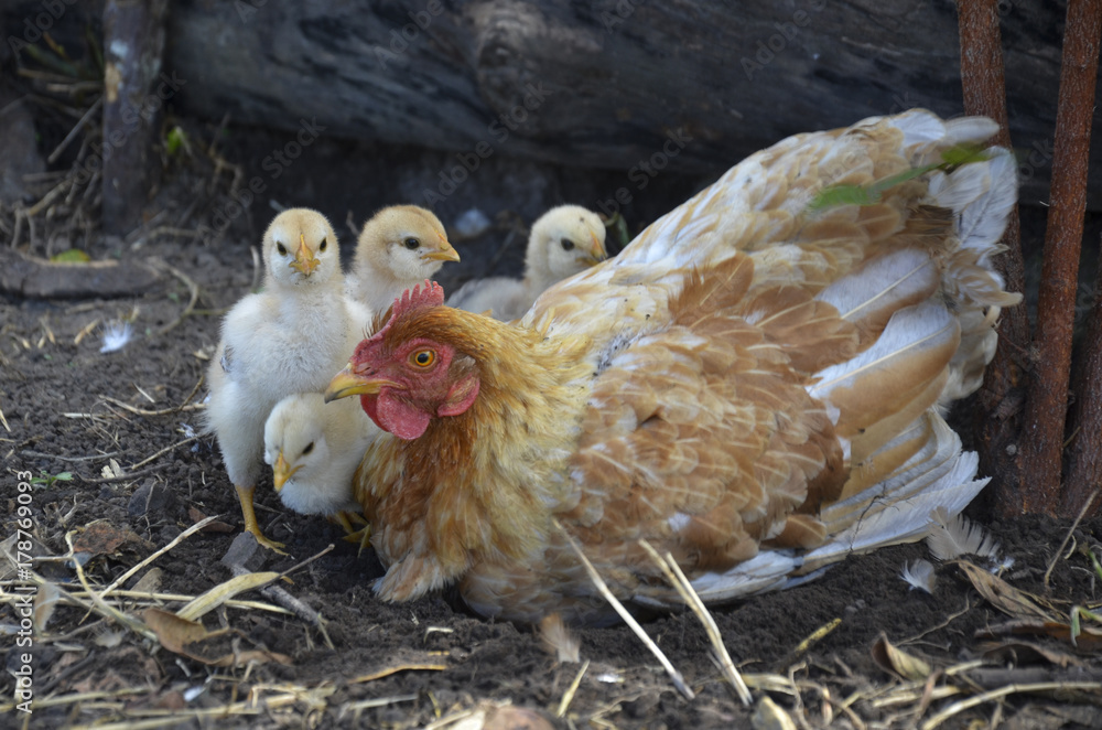 hen and chicks Stock Photo | Adobe Stock