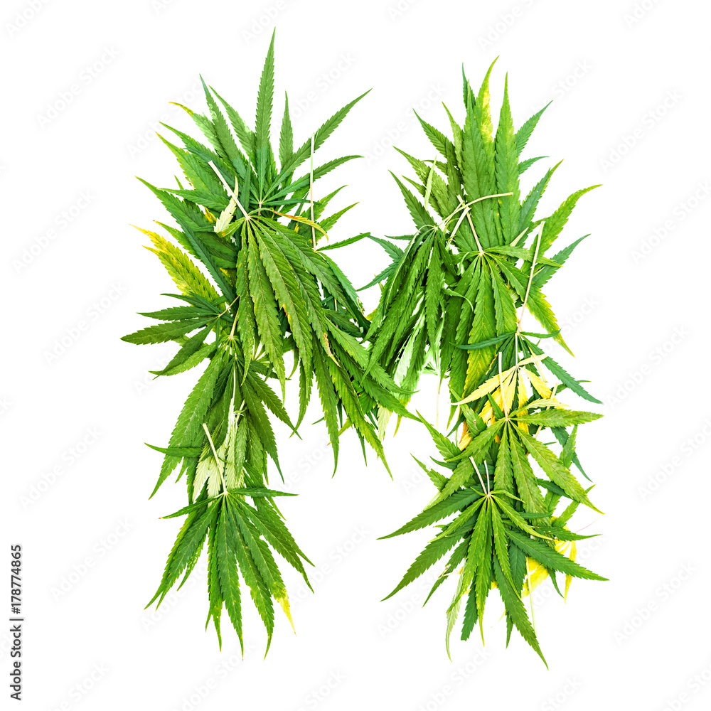 Letter M made of green cannabis leaves on a white background. Isolated ...
