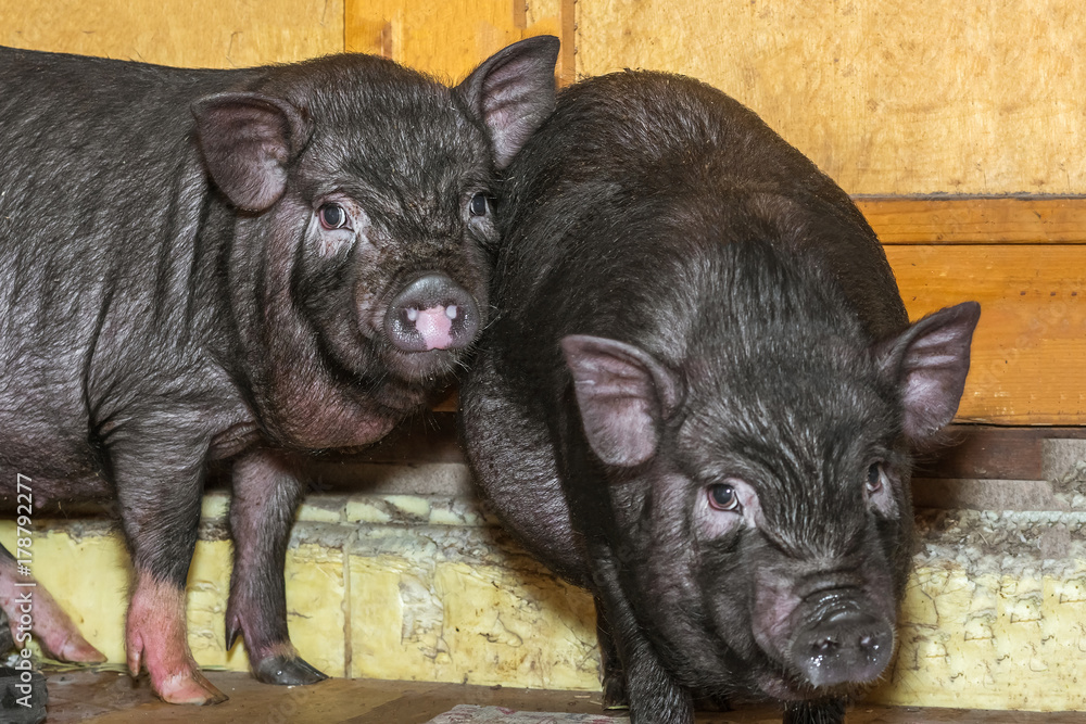 Vietnamese Pot-bellied pig. Two cute little black piglets on the farm ...