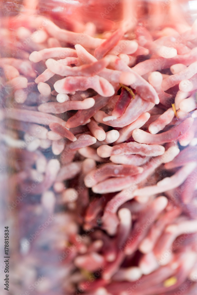 Background Fischoederius elongates is an important trematode of ...