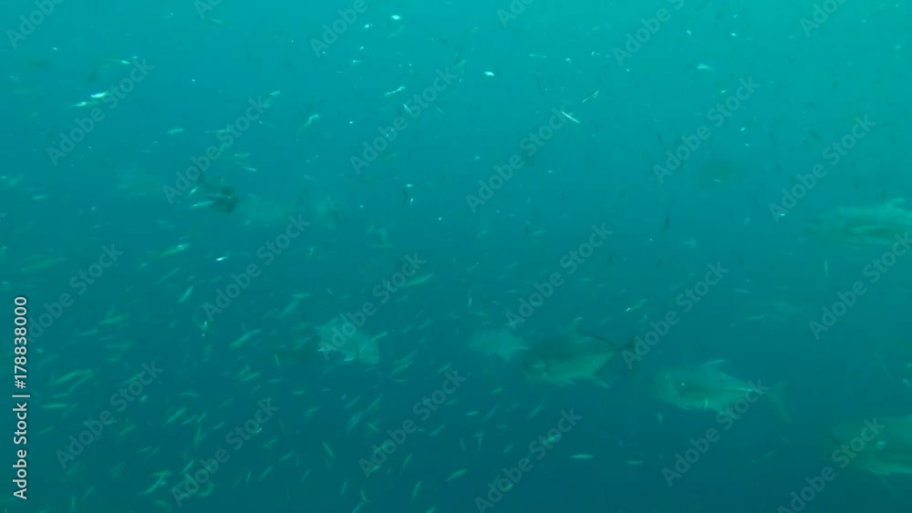 school of Giant trevally - Caranx ignobilis hant on Blue Sprat ...