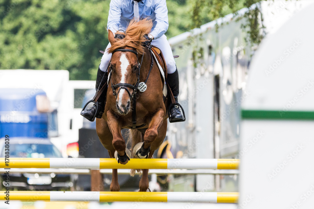 Springpferd Stock Photo | Adobe Stock