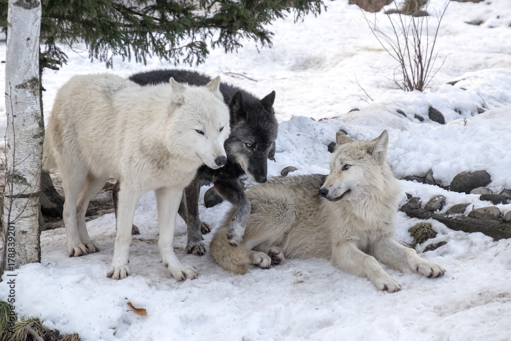 Wolf Pack In Snow