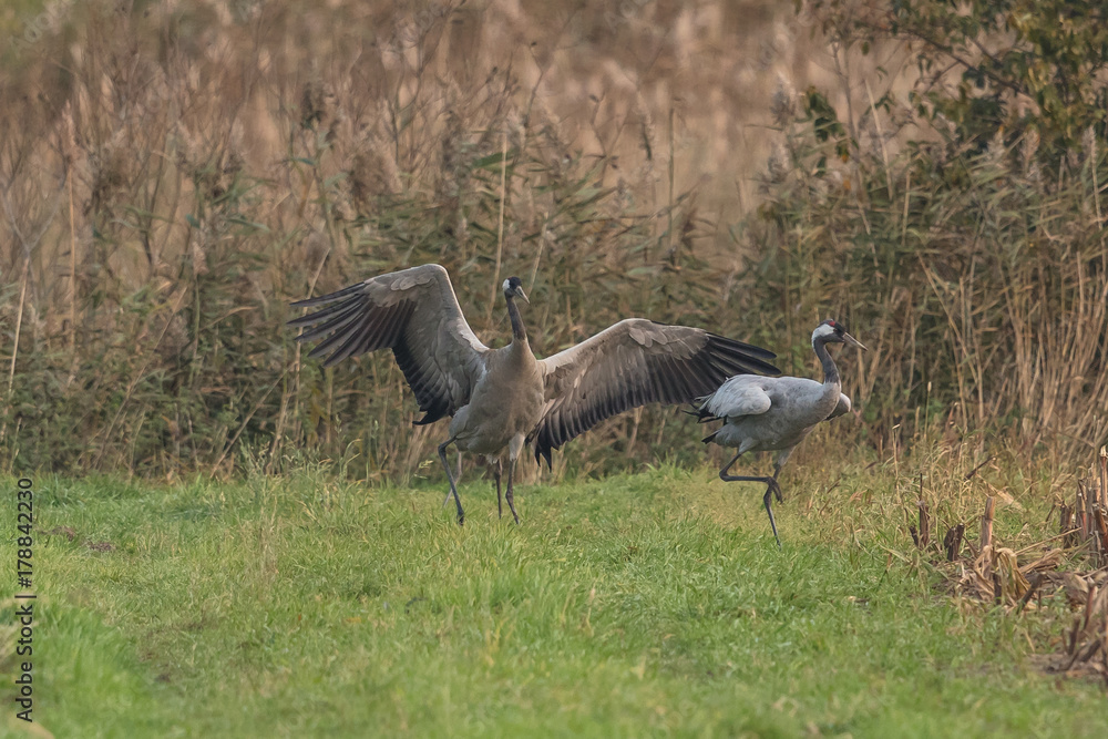 kraniche Stock-Foto | Adobe Stock