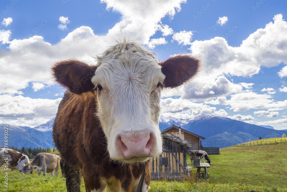 Kuh auf der Alm in den Alpen Stock-Foto | Adobe Stock