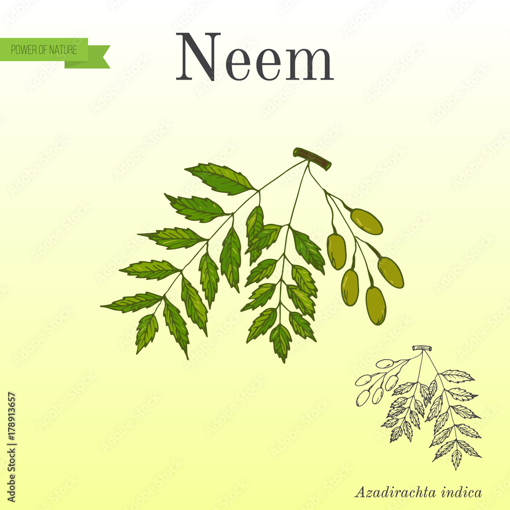 Neem tree, medicinal plant Stock Vector | Adobe Stock