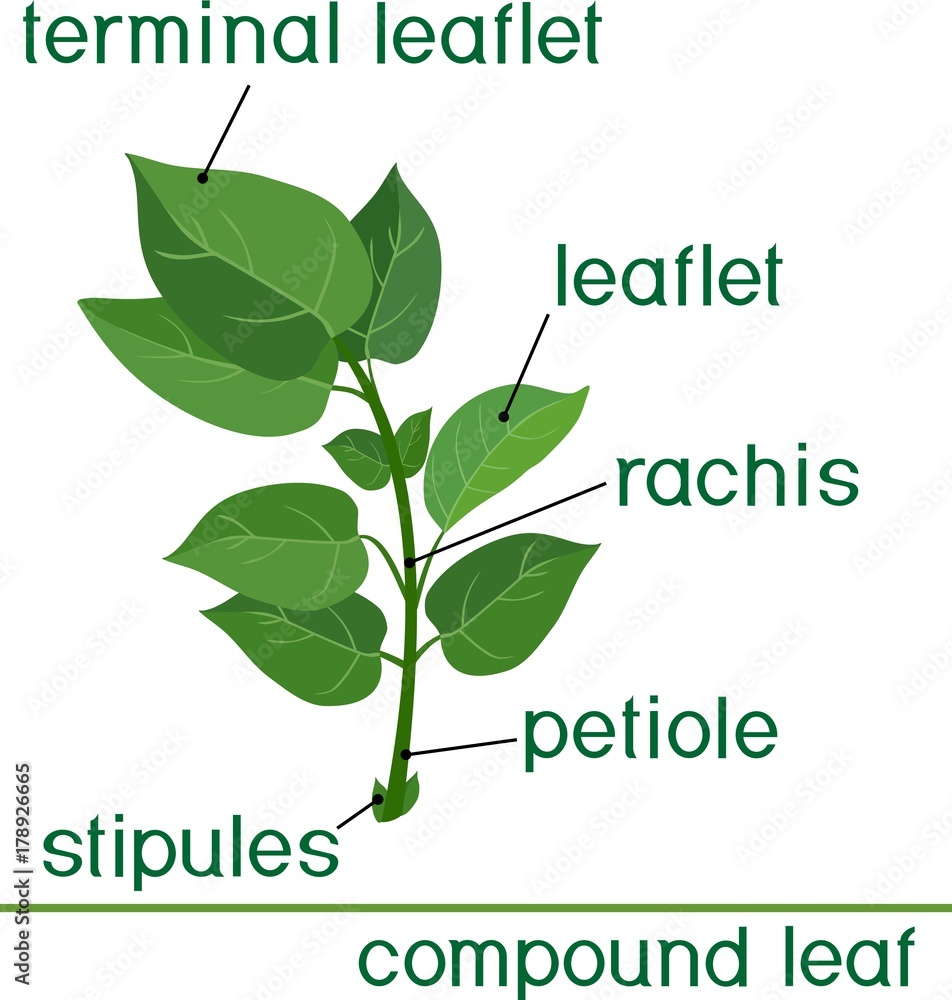 Structure of compound plant leaf with title Stock Vector | Adobe Stock