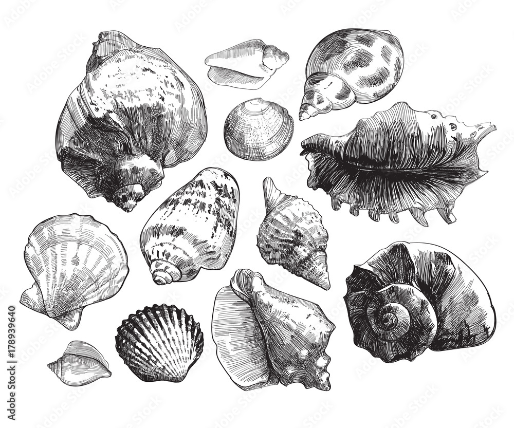 Sea shells sketch set. Black doodle seashell silhouetes isolated on ...