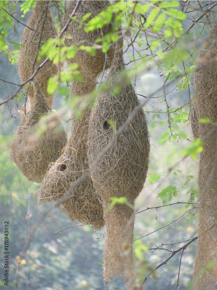 Tree Sparrow Nest