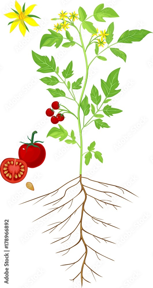 Morphology of flowering tomato plant Stock Vector | Adobe Stock