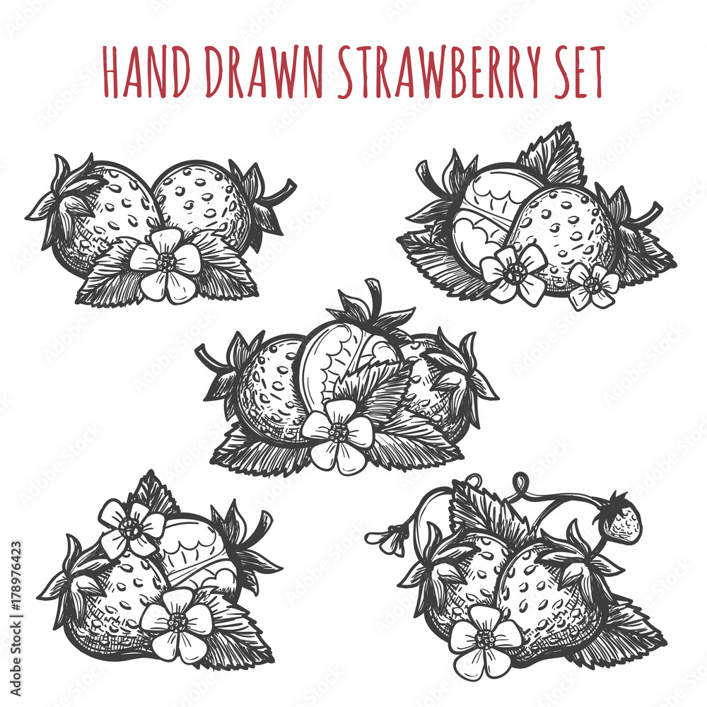 Hand drawn strawberry vector illustration. Fruit dessert drawing sketch ...