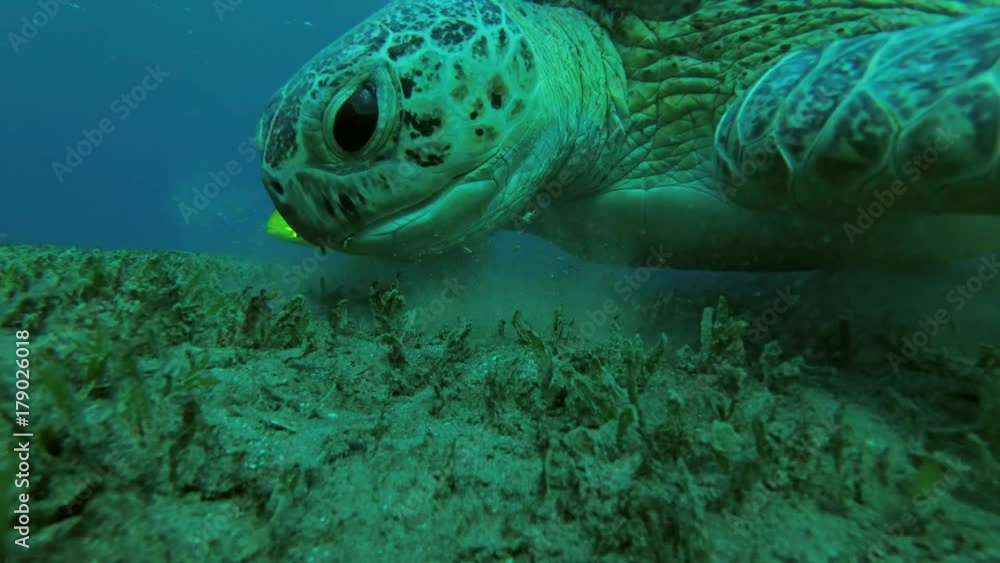 Leucism - Big male Green Sea Turtle with Remora fish and Golden ...