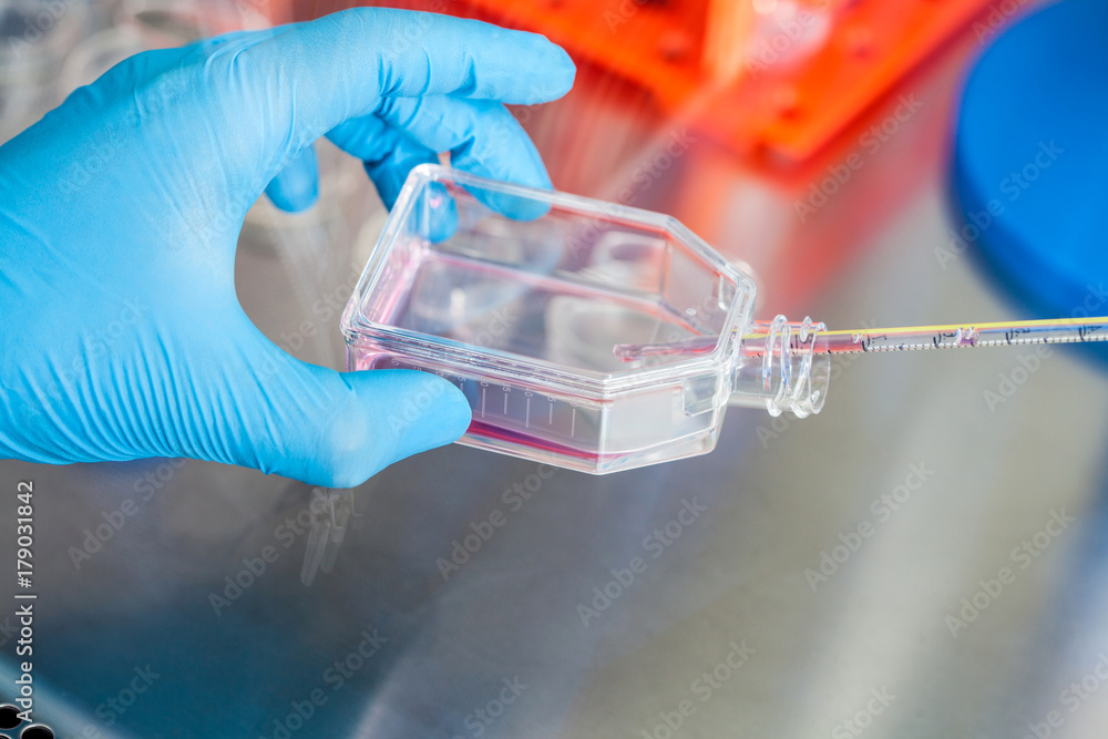 Scientist working with a cell culture flask under sterile hood at ...