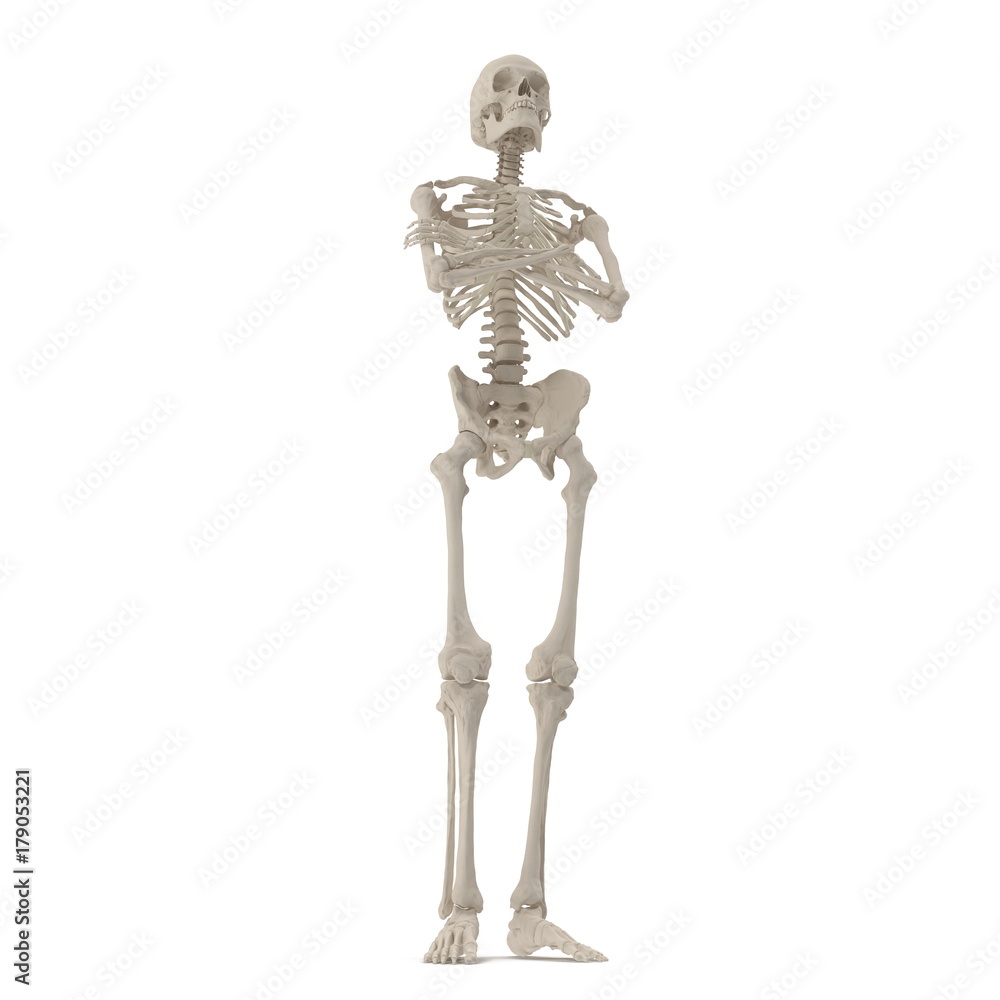 medical accurate male skeleton standing pose on white. 3D illustration ...
