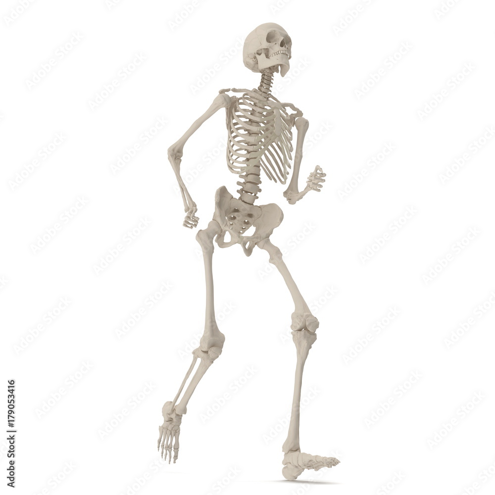medical accurate male skeleton standing pose on white. 3D illustration ...