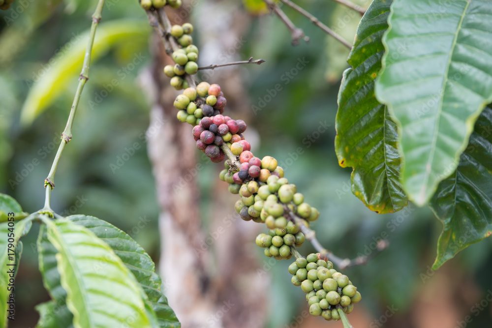 coffee tree in Paksong highland Stock Photo | Adobe Stock