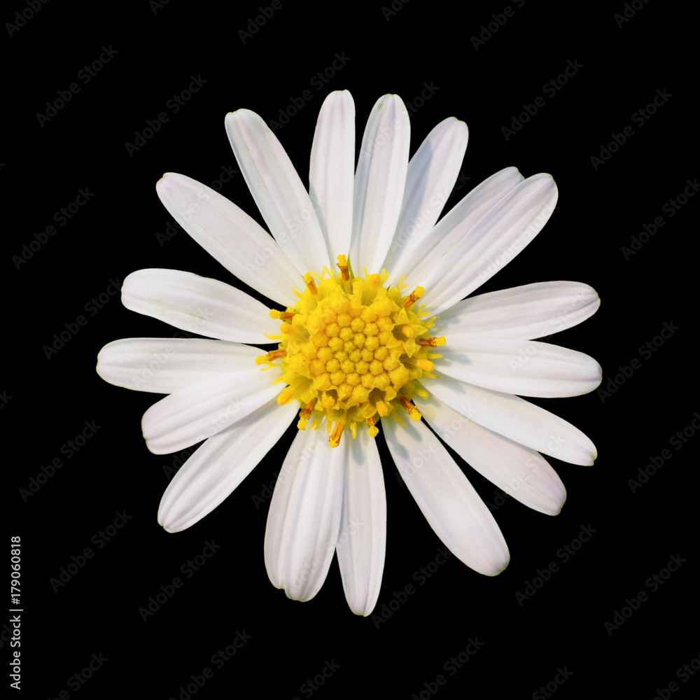 High Contrast Photography Flower
