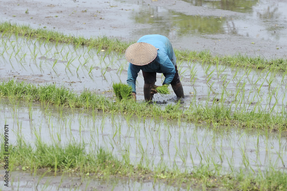 Indonesia, Bali, Tabana, rice fields, farmer wearing a straw hat ...